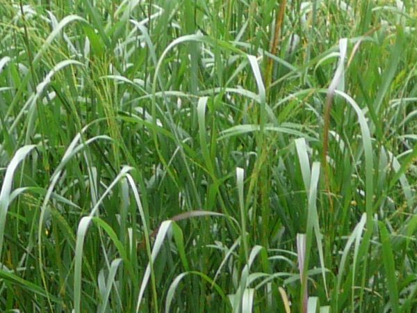 tall grass texture 0051 - Texturelib